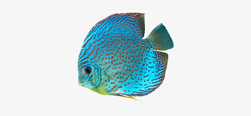Dive Into The Savings - Spotted Blue Discus Fish Transparent PNG ...