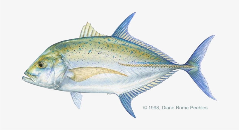 Bluefin Trevally Transparent PNG - 720x398 - Free Download on NicePNG