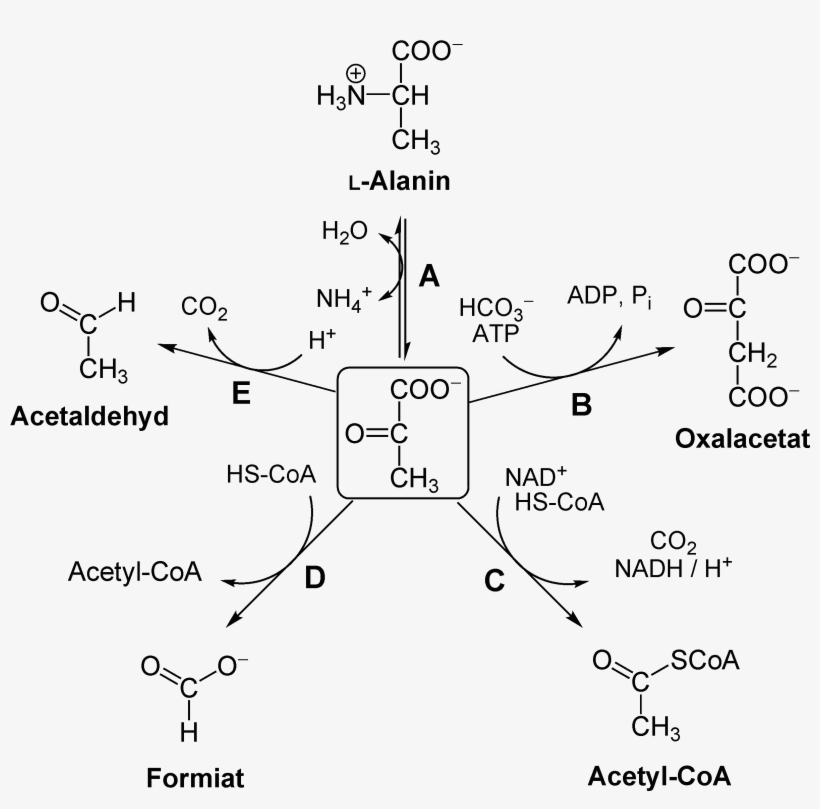 Pyruvate Reactions - Reactions That Give Pyruvate Transparent PNG ...