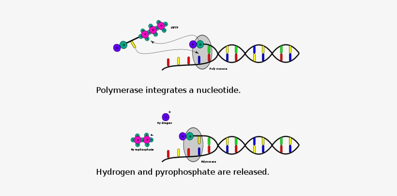 500px-dntp Nucleotide Incorporation Reaction - Ion Torrent ...