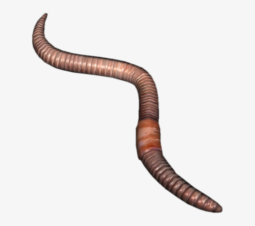 Earthworm Png Transparent PNG - 617x649 - Free Download on NicePNG