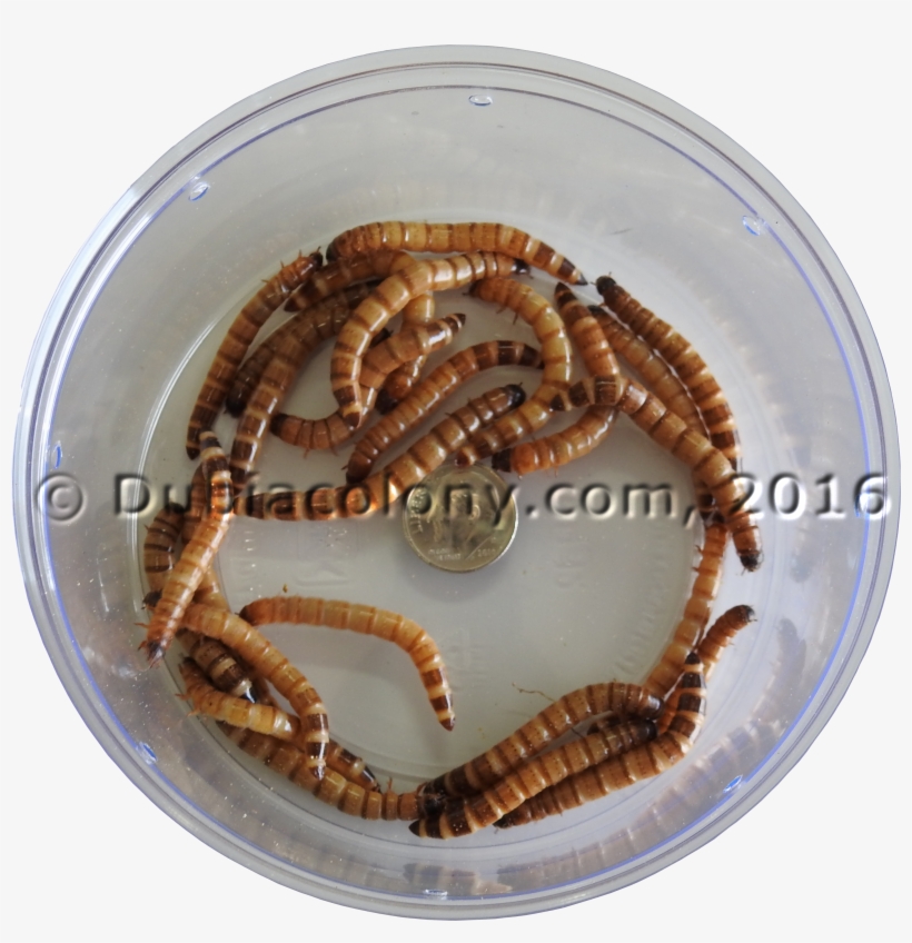 Super-worm - Superworm Transparent PNG - 4608x3456 - Free Download on ...