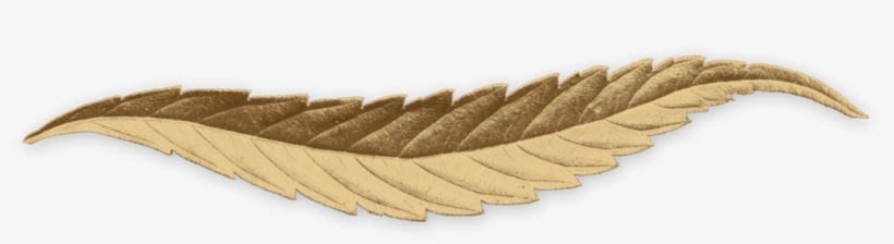 Gold Leaf Label Cbd Oil Online - Gold Transparent PNG - 1091x246 - Free ...