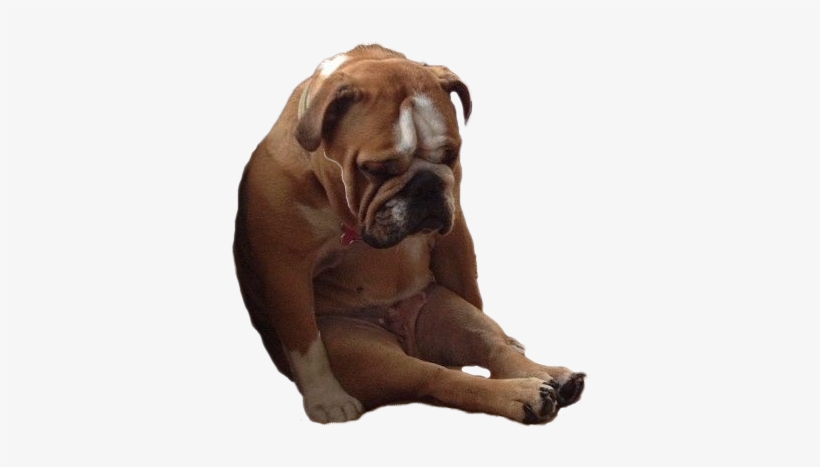 Download Cutout - Today Has Been Ruff Dog Meme - HD Transparent PNG ...