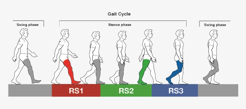 Gait Cycle - Illustration Transparent PNG - 800x302 - Free Download on ...