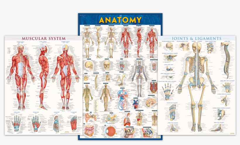 Anatomy And Physiology Posters - Anatomy-paper By Vincent Perez ...