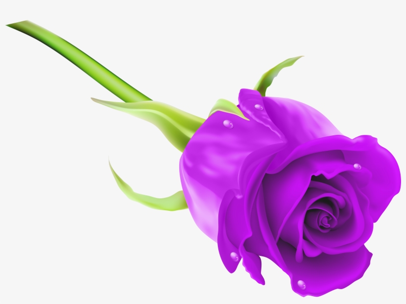 Purple Rose Clipart Puple - Purple Rose Clipart Transparent PNG ...