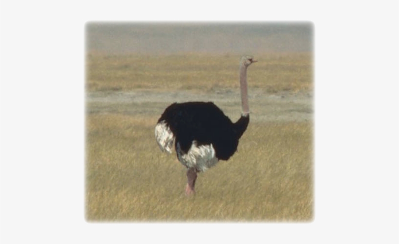 Image Details - Bipedal Animal Transparent PNG - 480x422 - Free ...