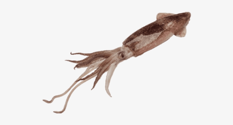 Squid Download Transparent Png Image - California Market Squid ...