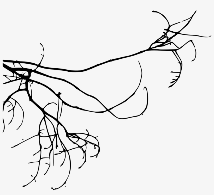 Free Png Simple Tree Branch Png Images Transparent - Portable Network ...