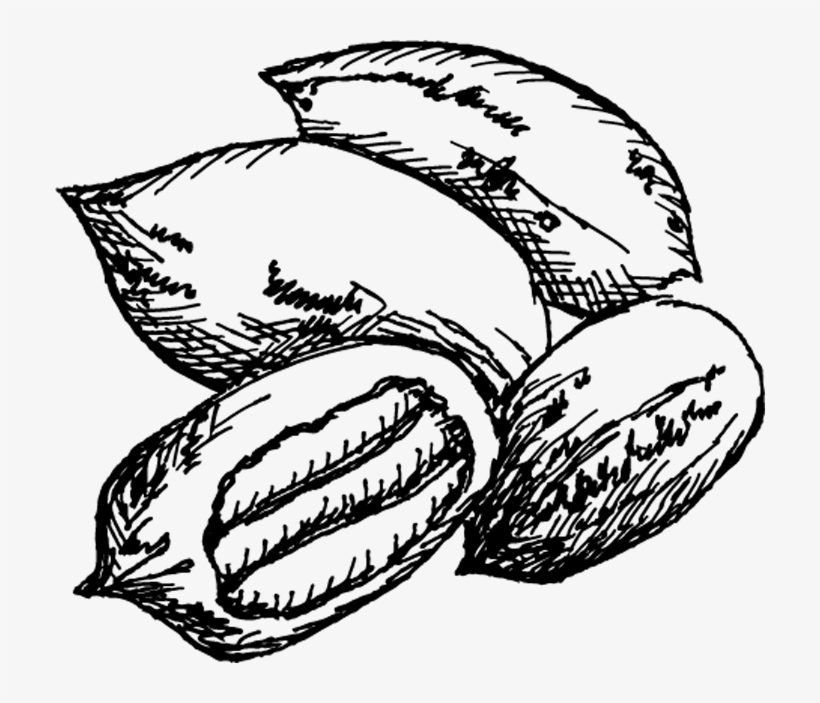 Pecan Trees For Sale - Pecan Tree Black And White Transparent PNG ...