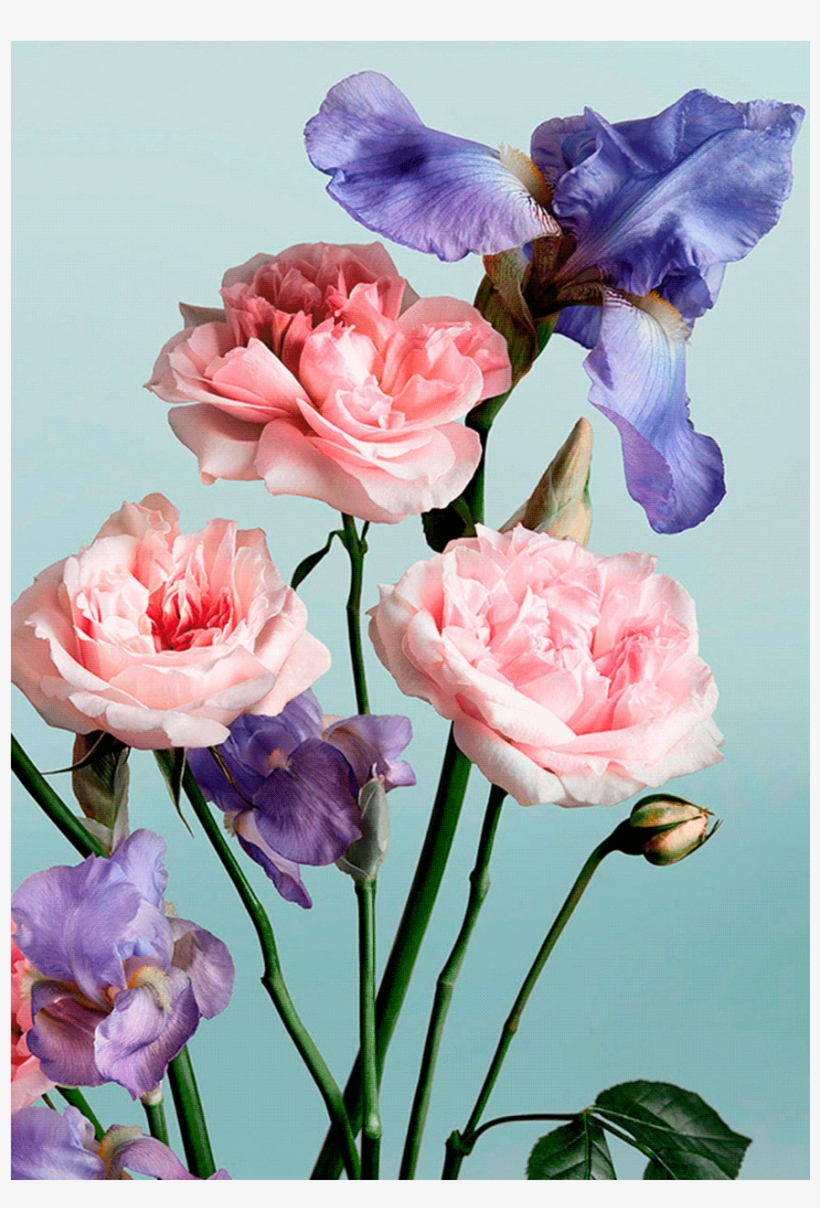 Alt - Chanel Transparent PNG - 1242x1246 - Free Download on NicePNG