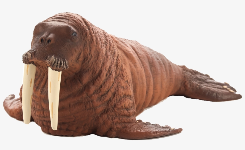 Walrus Transparent PNG - 2435x1331 - Free Download on NicePNG