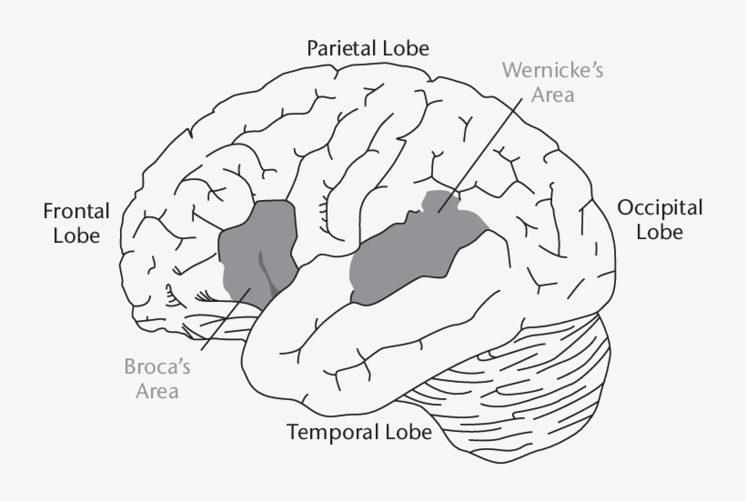 Download 1 Language Areas Of The Human Brain - Language - HD ...