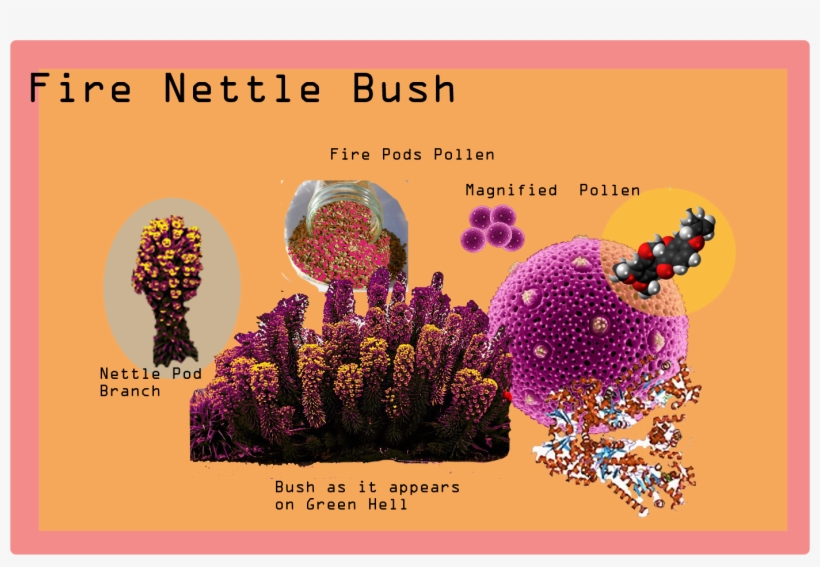 Fire Nettle Bush - Poster Transparent PNG - 1390x895 - Free Download on ...