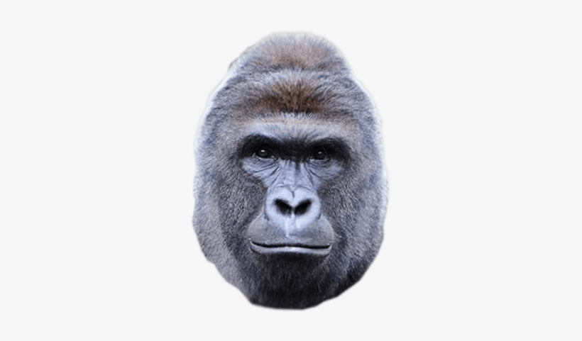 Harambe Face - Harambe Transparent Background Transparent PNG - 400x400 ...