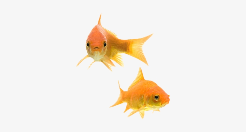 Transparent Background Fish Png Transparent PNG - 400x400 - Free ...