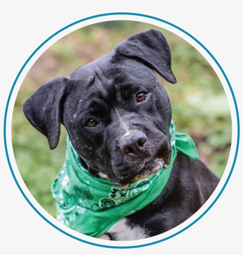 Bullet - Dog Transparent PNG - 1000x1000 - Free Download on NicePNG