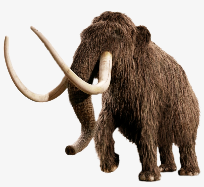 Mammoth - Woolly Mammoth No Background Transparent PNG - 1600x1003 ...