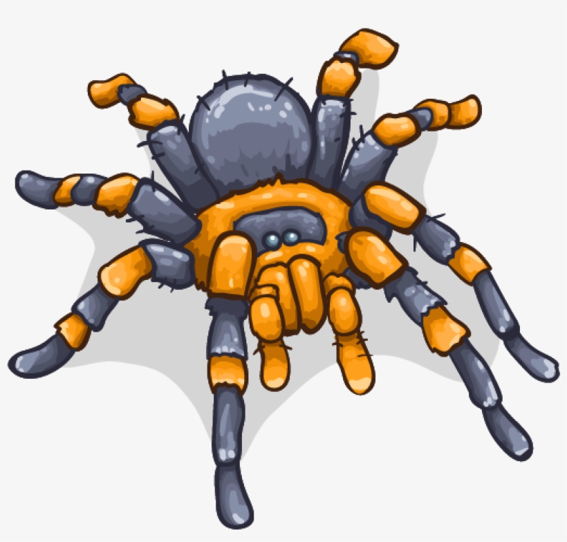 Tarantula - Drawing Transparent PNG - 1024x1024 - Free Download on NicePNG