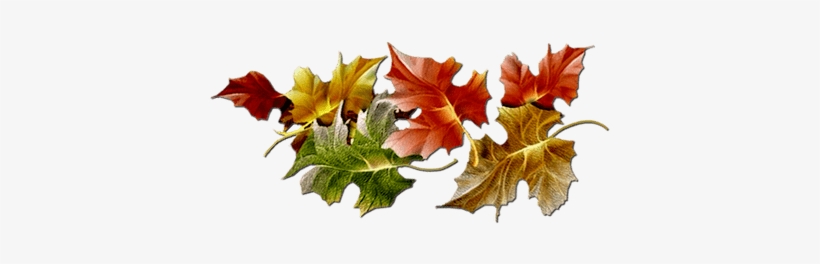 Series Of Maple Leaves - Fall Divider Transparent PNG - 400x400 - Free ...