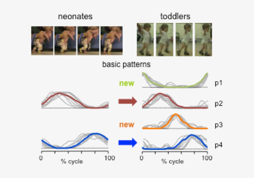 The Number And/or Type Of Basic Patterns, And The Development - Diagram ...