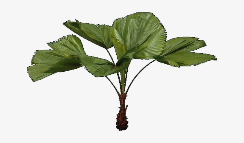 Tree Elevation - Architecture Transparent PNG - 640x403 - Free Download ...