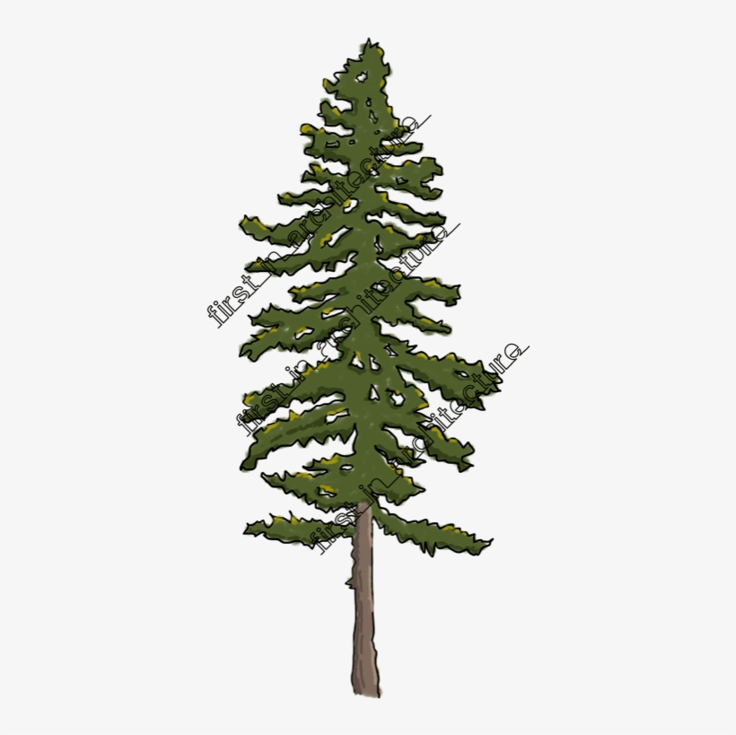 Fia Trees Elevation - Sketchy Tree Transparent PNG - 364x800 - Free ...