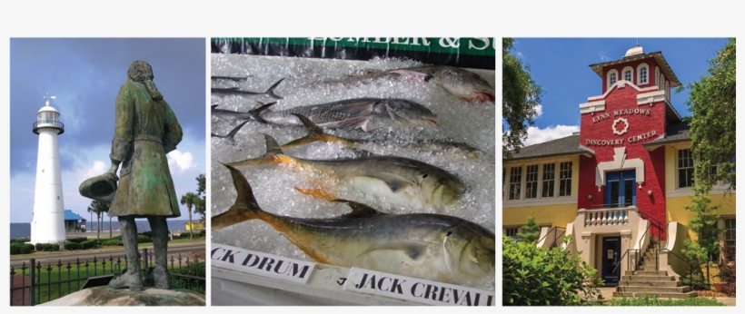 Pacific Sturgeon Transparent PNG - 1107x471 - Free Download on NicePNG