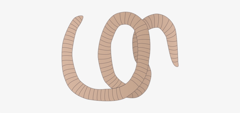 Ian Symbol Segmented Worm - Segmented Worm Transparent PNG - 400x308 ...