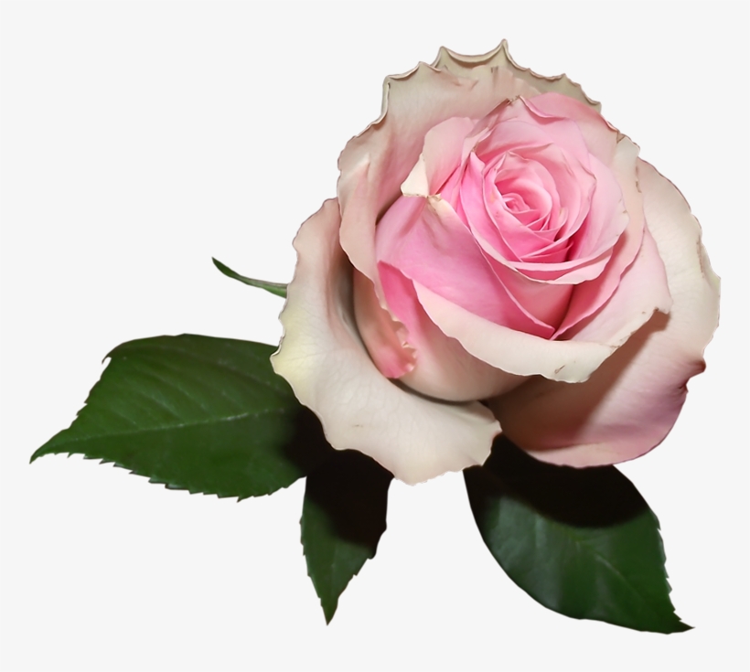 Soft Pink Rose Png Transparent PNG - 803x689 - Free Download on NicePNG