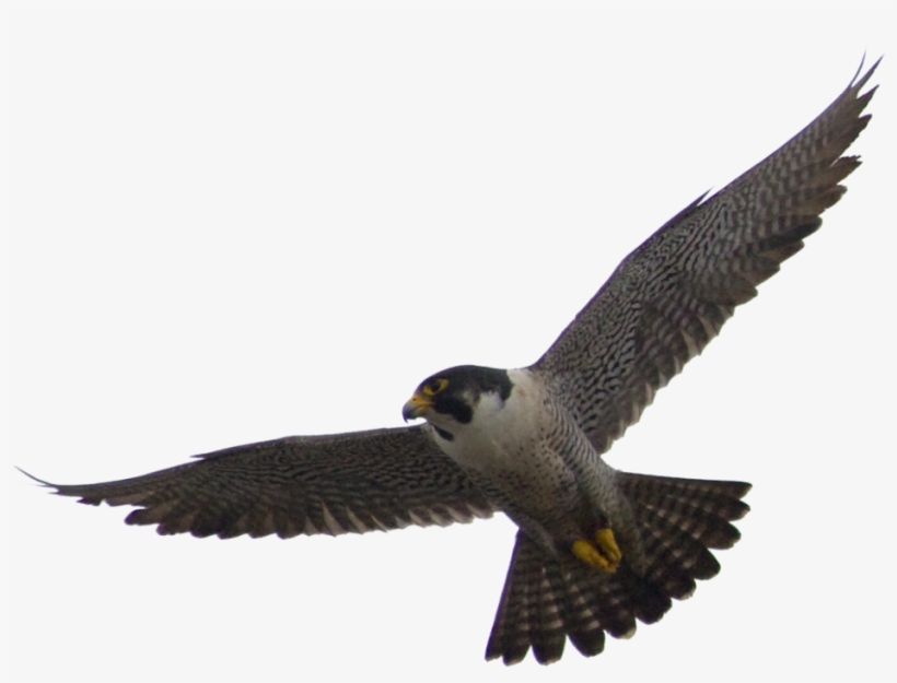 Peregrine Falcon Vector