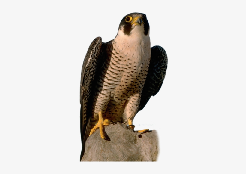 Falcon Png - Transparent Background Falcon Png Transparent PNG ...