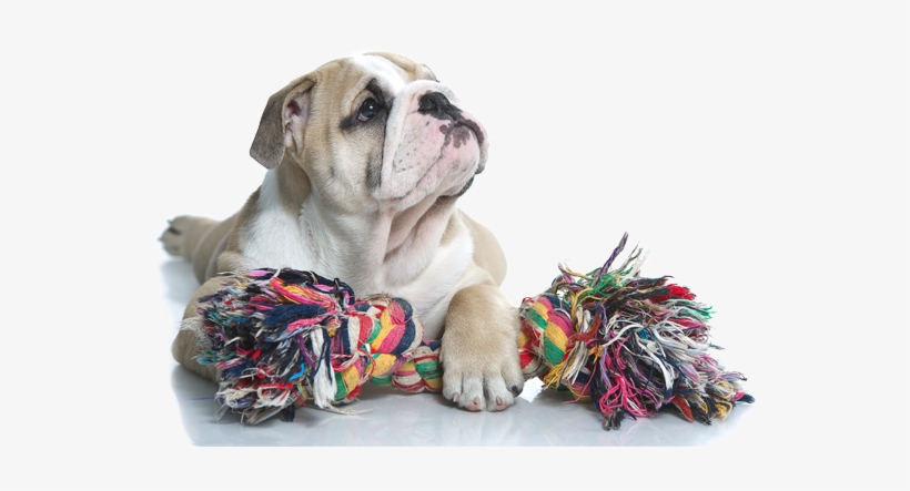 Dogs Playing - Dog Toy Transparent PNG - 555x374 - Free Download on NicePNG