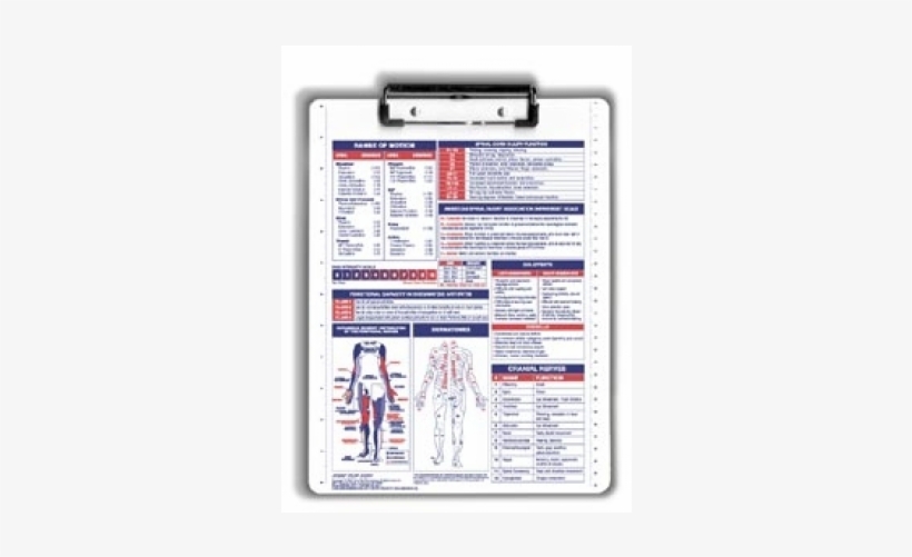 Anatomy Reference Clipboard - Occupational Therapy Clipboard ...