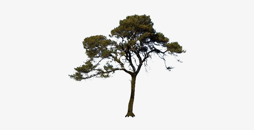 Scots Pine Tree Transparent Image - Trees No Background Png Transparent ...