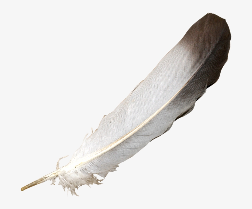 Feather Psd Official Psds - Feather Psd Transparent PNG - 686x600 ...