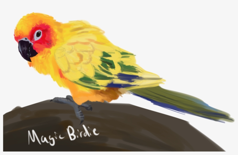 Sun Conure Speedpaint By Magicbirdie On Deviantart - Sun Conure ...
