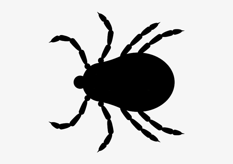 Tick Insect Png - Tick Transparent PNG - 768x768 - Free Download on NicePNG