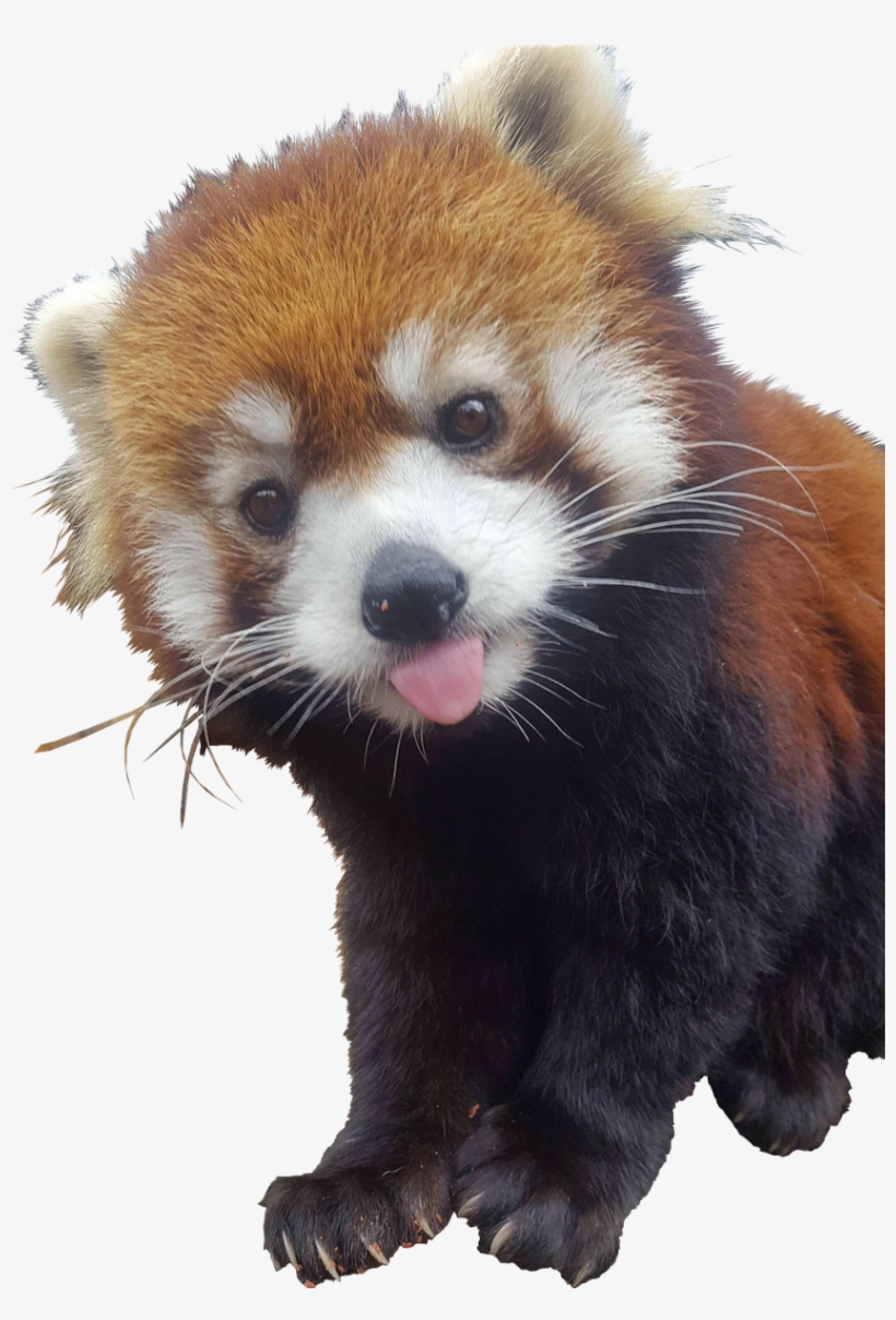 Cutout - Red Panda Raccoon Transparent PNG - 843x1200 - Free Download ...