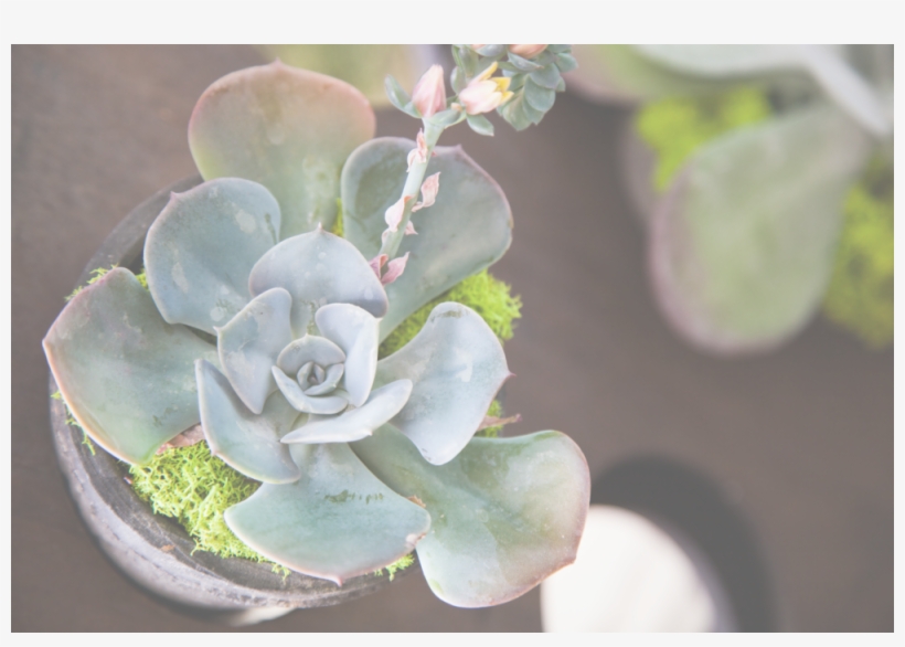 Inside Banner Transparent PNG - 1000x667 - Free Download on NicePNG