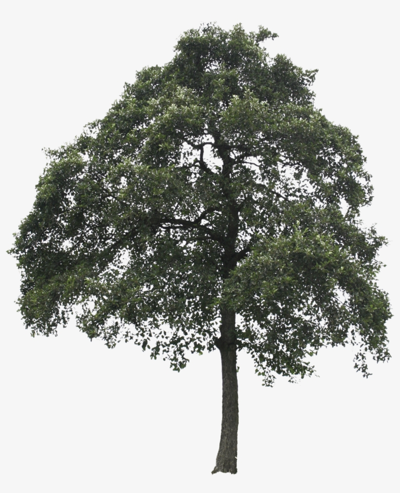 Download Big Trees Png - Tree - HD Transparent PNG - NicePNG.com