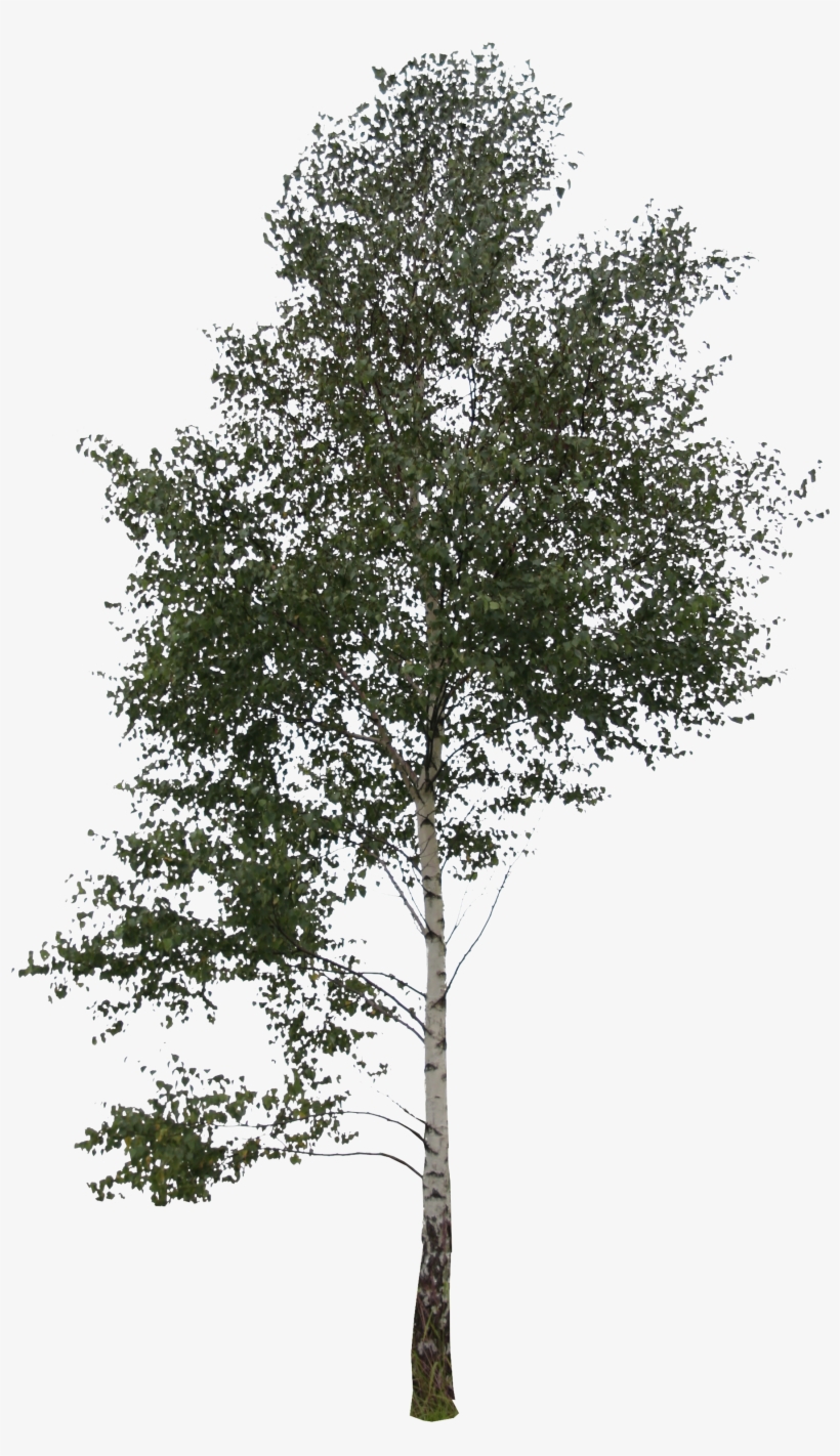 Birch Trees Png Transparent PNG - 2054x3168 - Free Download on NicePNG