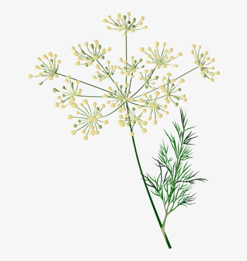 Clip Art Of Spices And Herbs - Dill Herb Line Art Transparent PNG ...