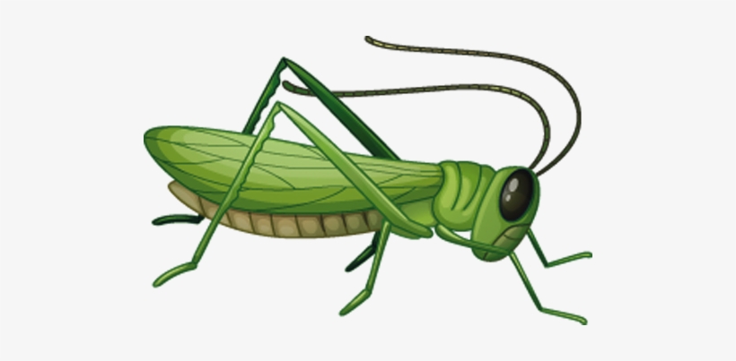 Grasshopper Png - Grasshopper Clipart Png Transparent PNG - 500x323 ...