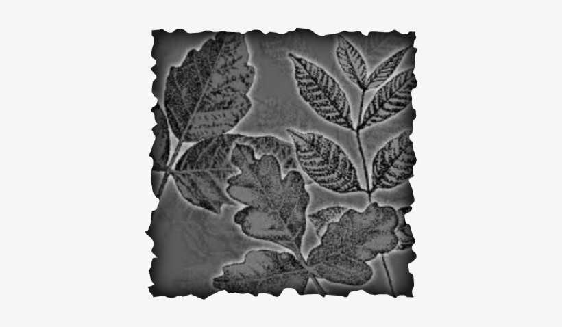 Poison Ivy Facts - Protect Yourself From Poison Ivy Transparent PNG ...