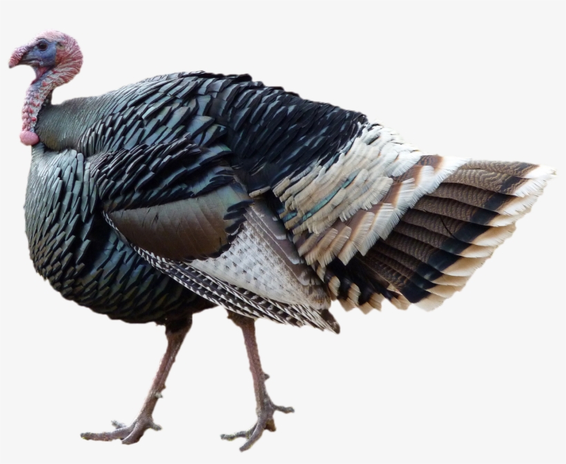 Turkey Png Transparent PNG - 1457x1126 - Free Download on NicePNG