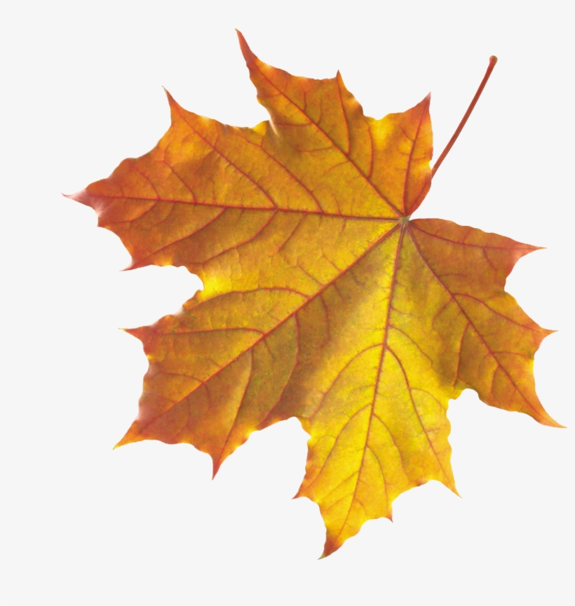 Autumn Png Leaf - Realistic Leaf Clip Art Transparent PNG - 2675x2691 ...