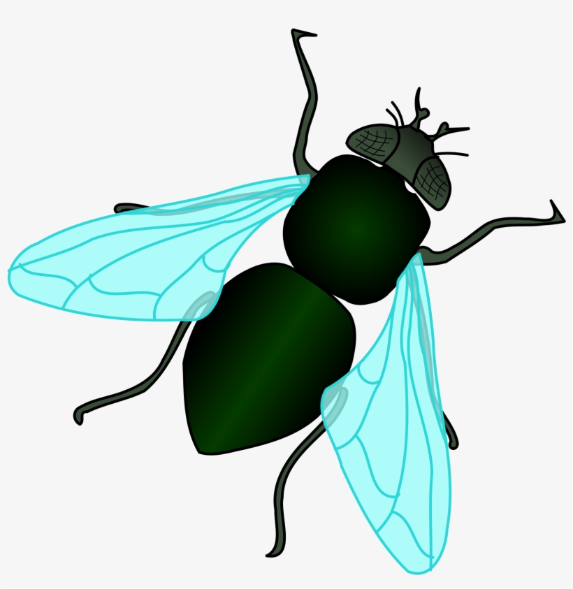 Download Fly Background Png - Clipart Of Housefly - HD Transparent PNG ...
