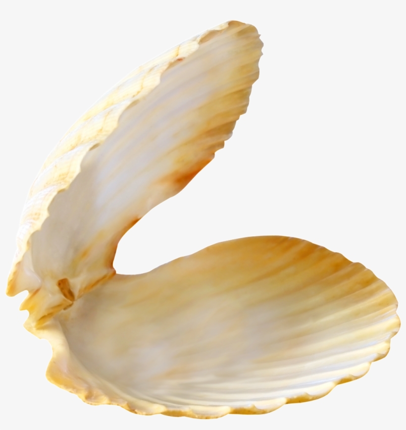 Beach Shell Transparent - Pearl Shell Png Transparent PNG - 1024x1034 ...